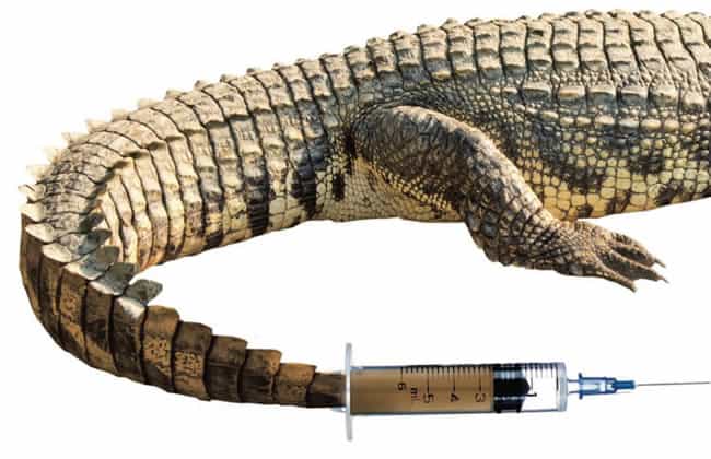 Drogue Crocodile Effet: Drogue Crocodile Définition – JJNU