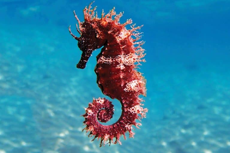 Plongeon dans la plus grande collection d’hippocampes du monde - Québec ...