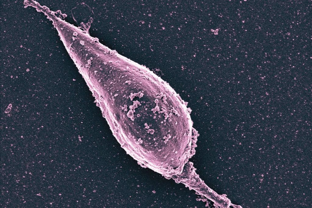 Des parasites qui s'améliorent en partageant leurs gènes - Québec Science