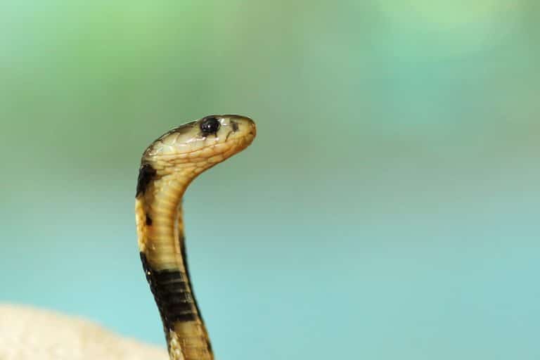 Le venin de serpent comme médicament - Québec Science