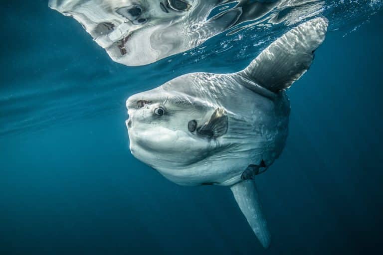 Le poisson-lune: un étrange visiteur dans le Saint-Laurent - Québec Science