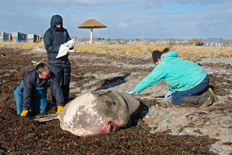 Le poisson-lune: un étrange visiteur dans le Saint-Laurent - Québec Science