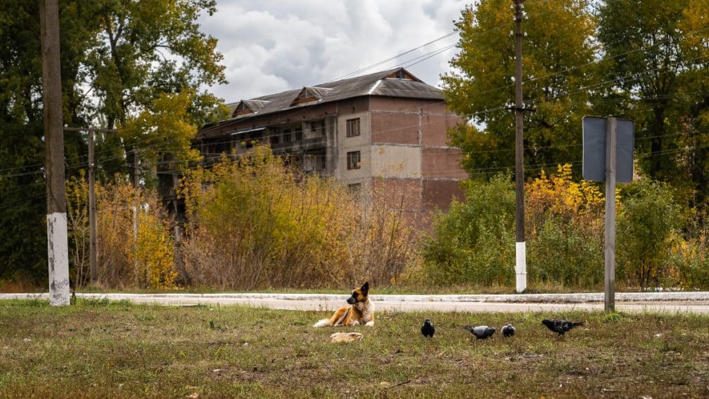 À Tchernobyl, les chiens sont mutants - Québec Science