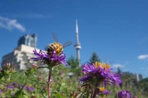 Le « microbiome » urbain dévoilé par les abeilles - Québec Science