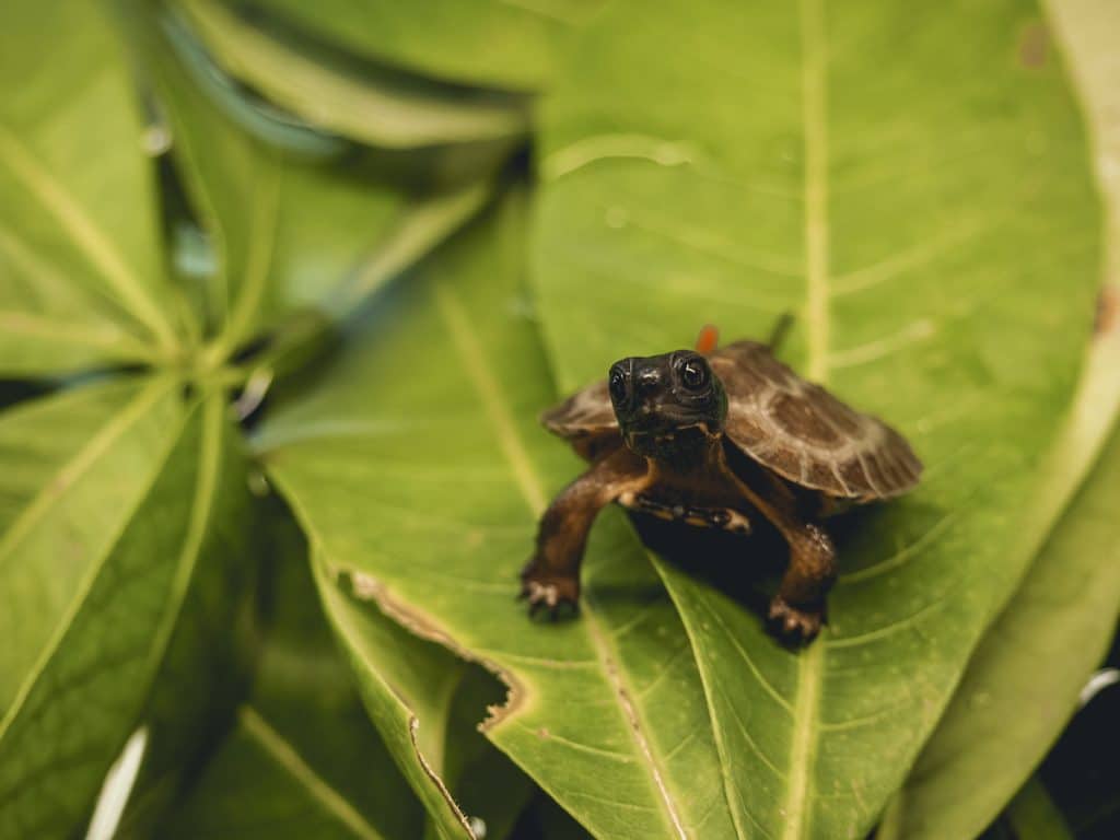 À la rescousse des tortues québécoises - Québec Science