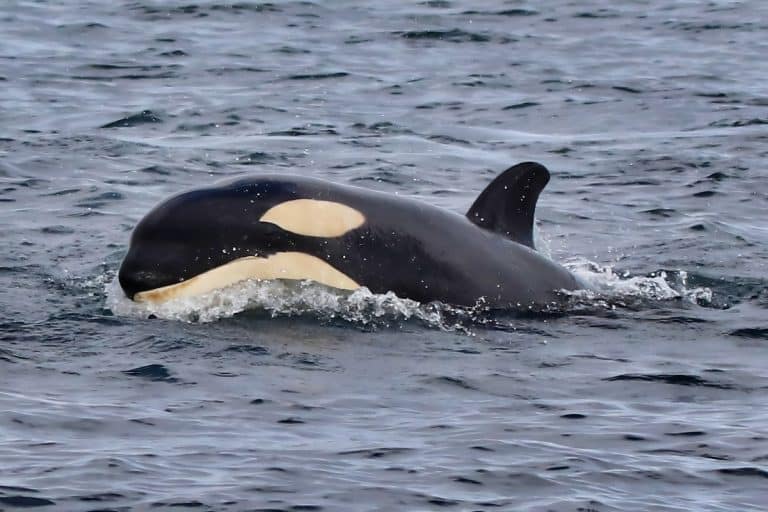 Les orques méconnues – et menacées – de l’Atlantique Nord - Québec Science