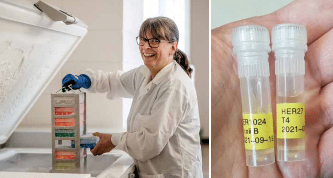 Les phages contre-attaquent - Québec Science